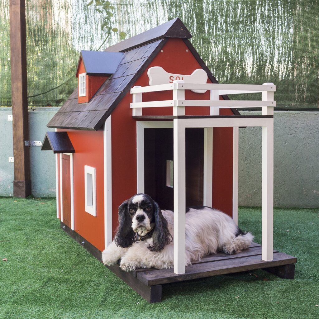 Day Stay or Play Dates for Dogs | Cassio Pet Resort | Newtown, CT